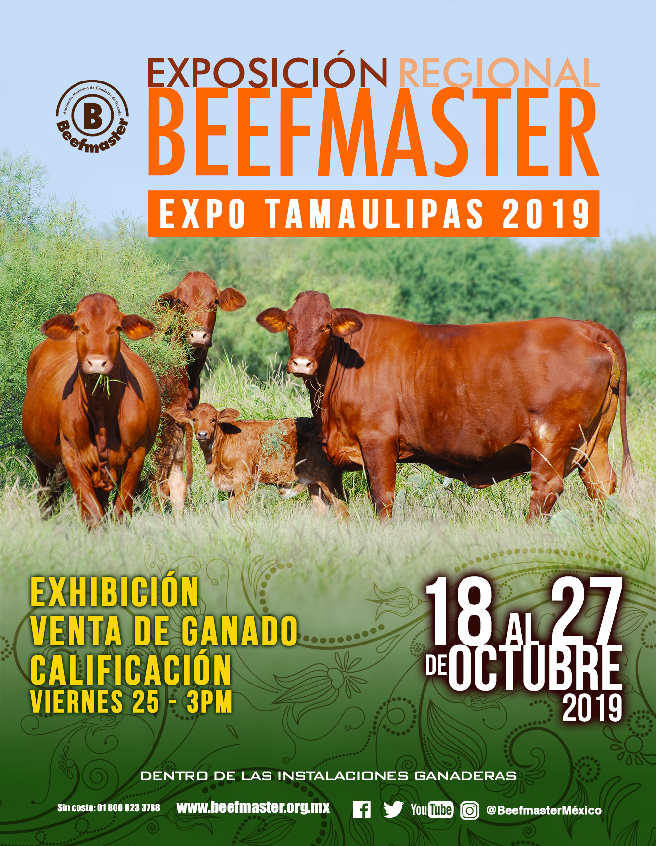 Asociación Mexicana de Criadores de Ganado Beefmaster - Raza